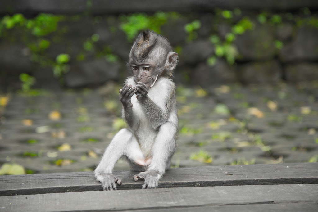 10 Things to Do In Bali | Destination Wedding & Honeymoon Planners ...